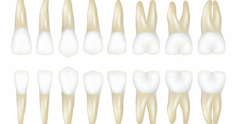 Teeth Numbers and Names: Everything You Need to Know for a Healthy Smile