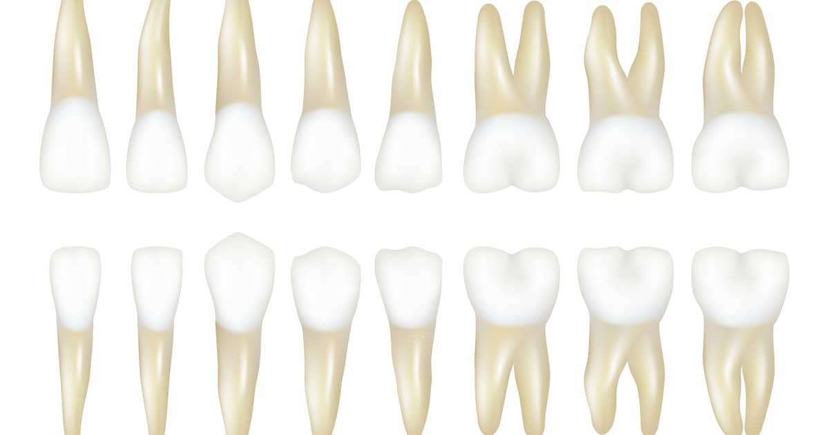 Teeth Numbers and Names: Everything You Need to Know for a Healthy Smile